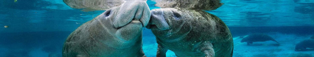 MANATEES UNLIMITED – Seven Dolphins